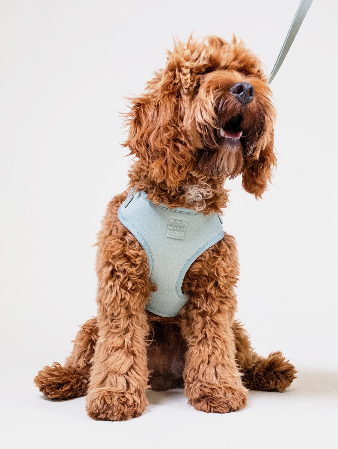 Easy Fit Nylon Fabric Cushioned Dog Harness | Pistachio Green ...