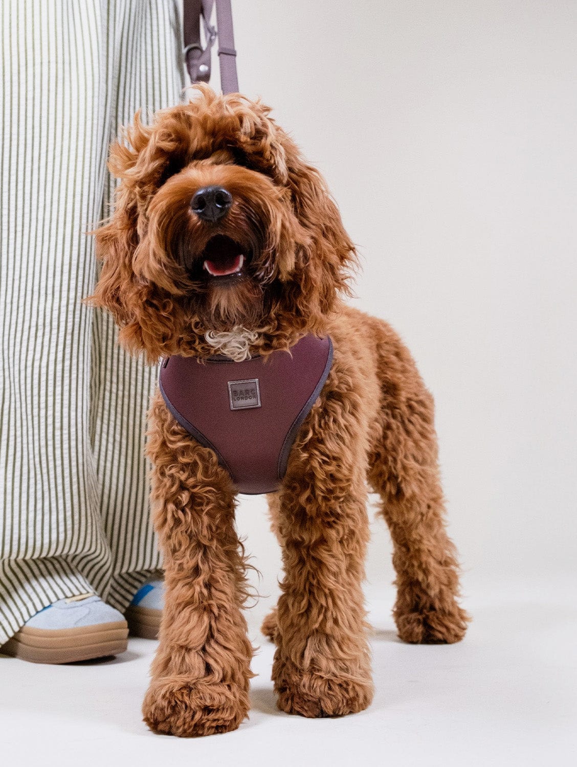 Easy Fit Nylon Fabric Cushioned Dog Harness | Russet Brown – Immaculate ...